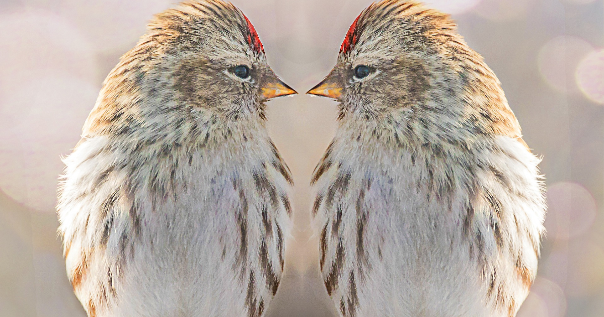 Understanding What Is Duplicate Content and 10 Ways to Avoid It Understanding What Is Duplicate Content and 10 Ways to Avoid It